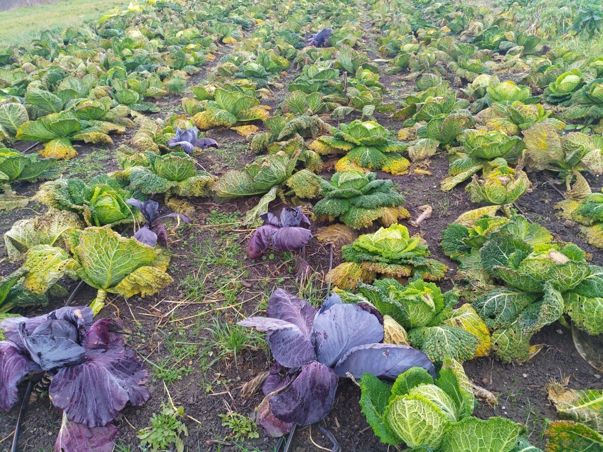 AIT kicks off the PATH2DEA project